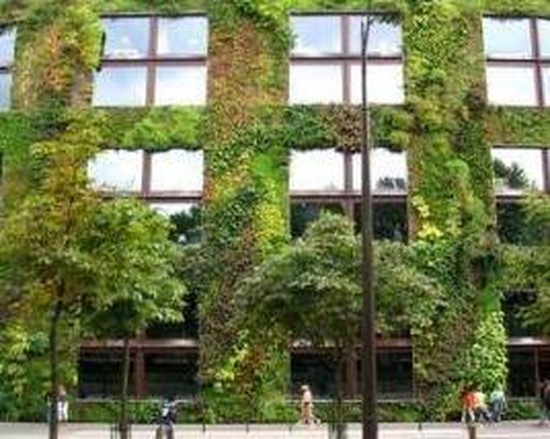 Stappenplan voor een succesvolle gevelbegroeiing | Habitos